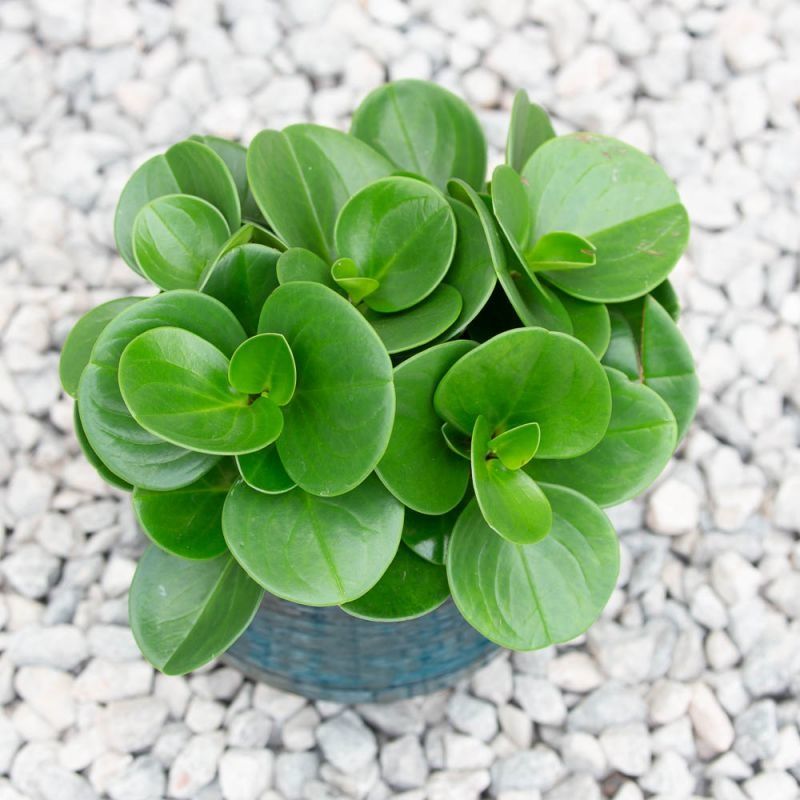 Peperomia Green Gold hydrocultuur eenvoudig en snel online bestellen?