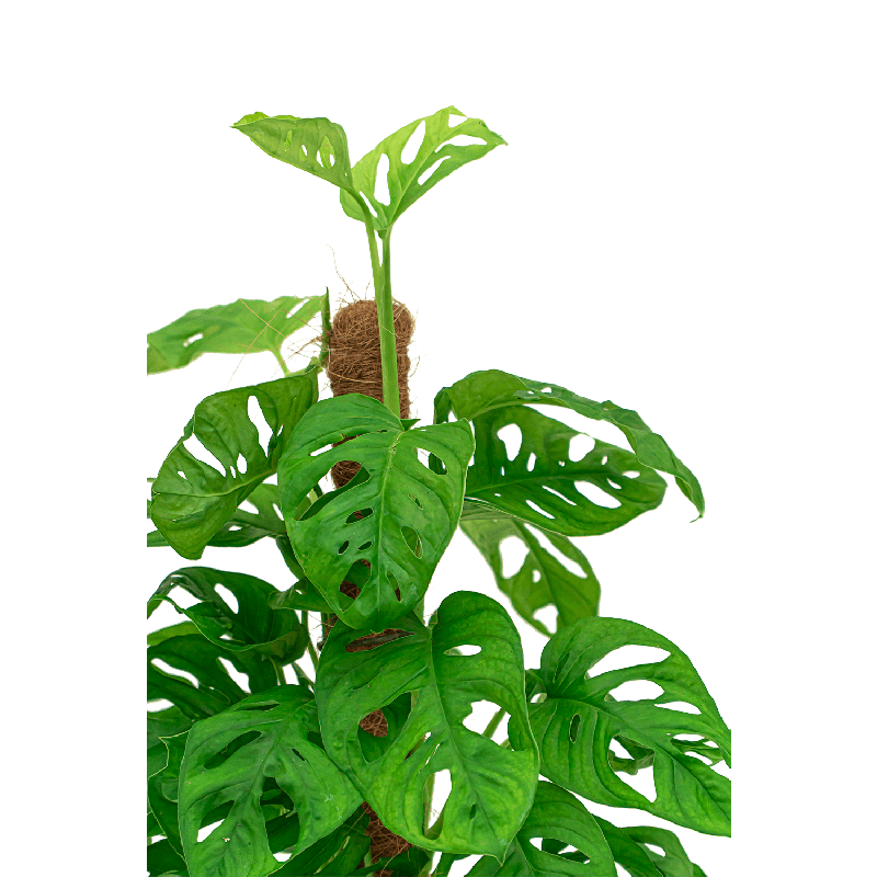 Monstera Adansonii mosstok hydrocultuur eenvoudig en snel online bestellen?