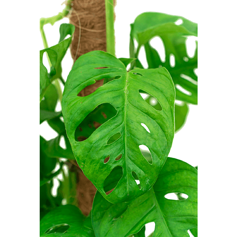 Monstera Adansonii mosstok hydrocultuur eenvoudig en snel online bestellen?