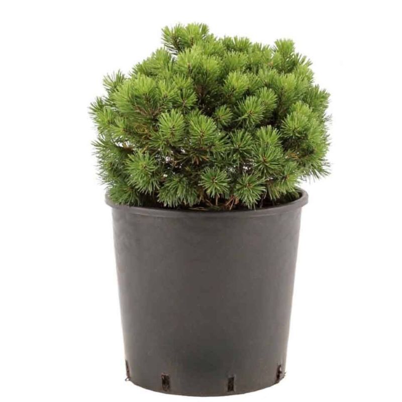Pinus mugo 'Mops' eenvoudig en snel online bestellen?