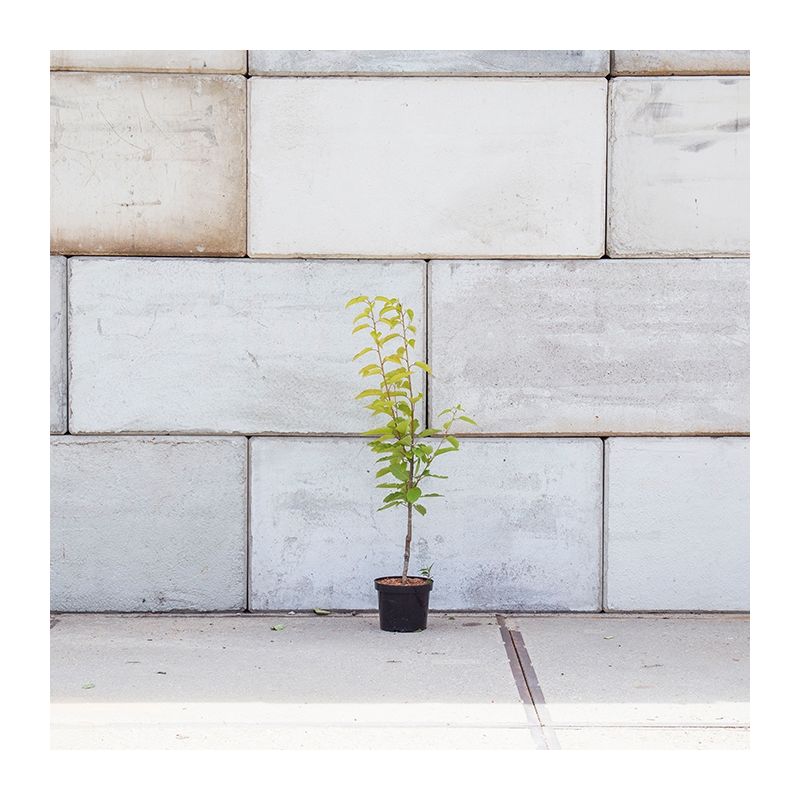 Prunus Avium Early Rivers eenvoudig en snel online bestellen?