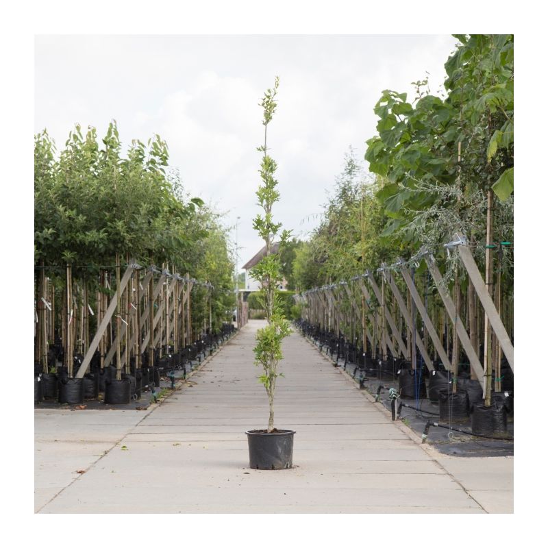 Quercus Palustris Green Pillar eenvoudig en snel online bestellen?
