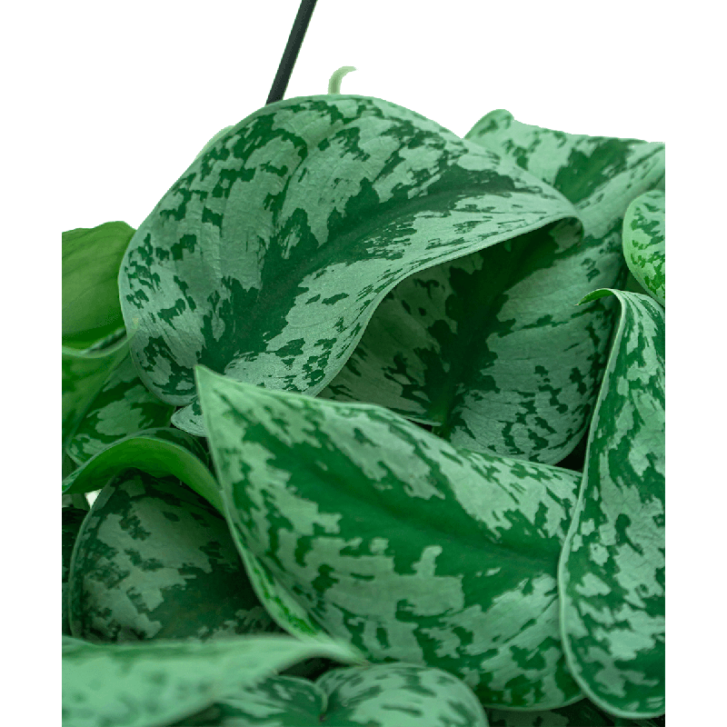 Scindapsus Pictus Trebie hydrocultuur eenvoudig bestellen?