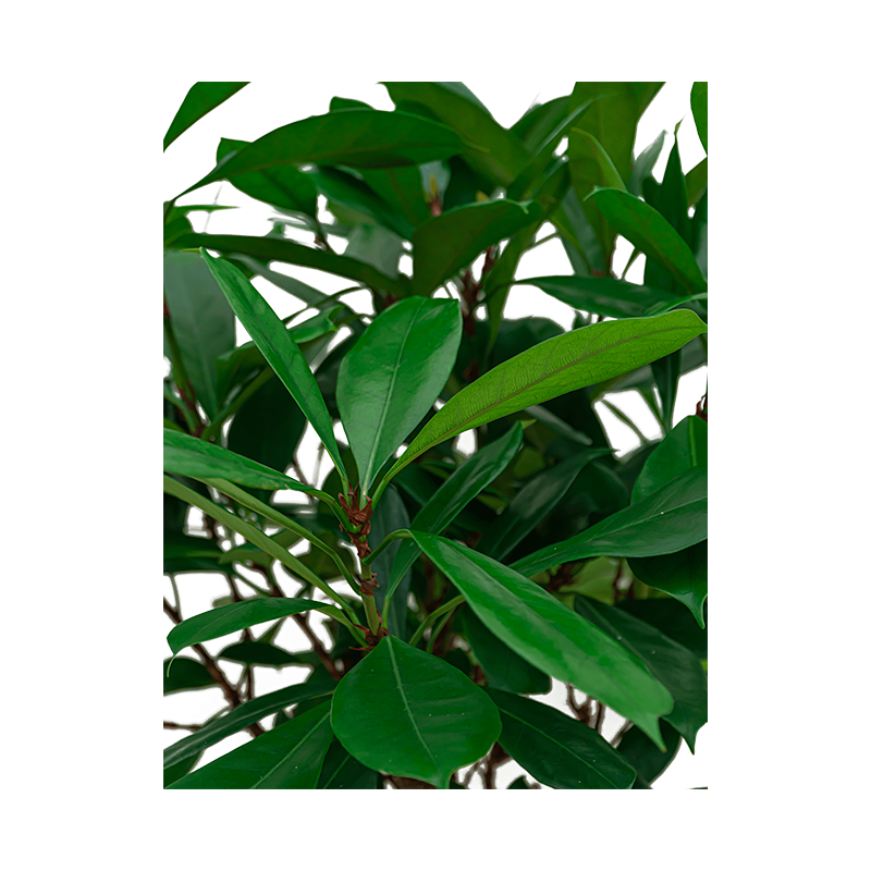 Ficus Cyathistipula op stam hydrocultuur eenvoudig en snel online ...