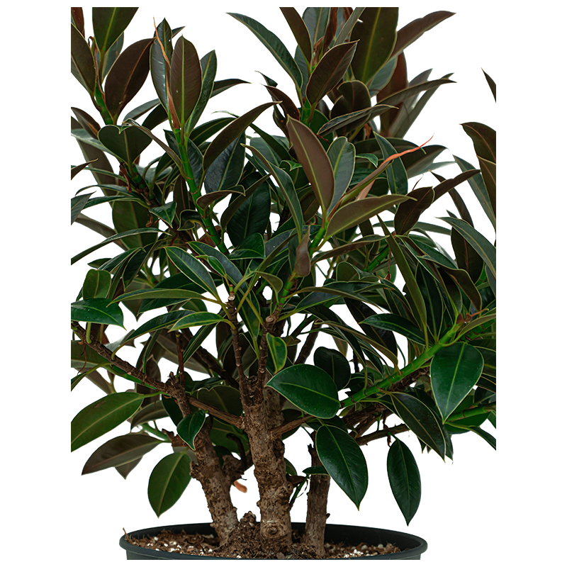 Ficus Elastica Melany Petit online bestellen? | Fleur.nl