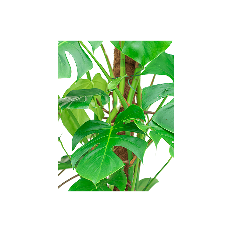 Monstera Deliciosa mosstok hydrocultuur eenvoudig en snel online bestellen?
