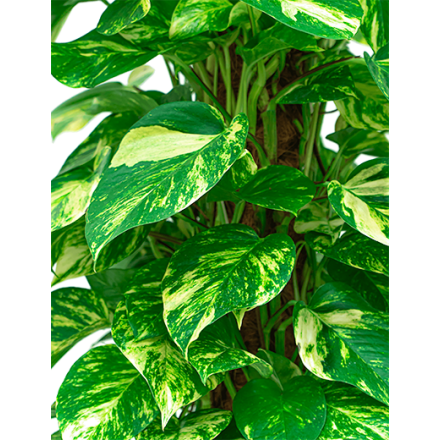 Epipremnum Scindapsus Aureum Mosstok snel online bestellen?