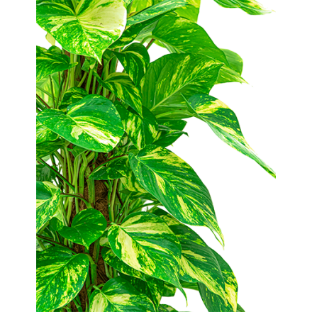 Epipremnum Scindapsus Aureum Mosstok snel online bestellen?
