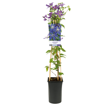 Clematis 'Arabella' eenvoudig en snel online bestellen?
