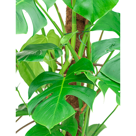 Monstera Deliciosa mosstok hydrocultuur eenvoudig en snel online bestellen?