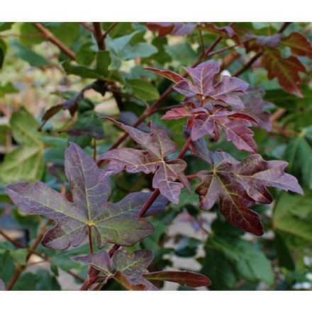 Acer Campestre Red Shine eenvoudig en snel online bestellen?