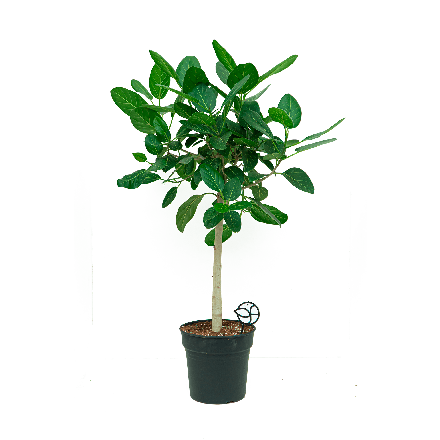 Ficus Benghalensis Audrey op stam kamerplant online bestellen? | Fleur.nl