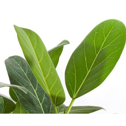 Ficus Benghalensis Audrey op stam kamerplant online bestellen? | Fleur.nl