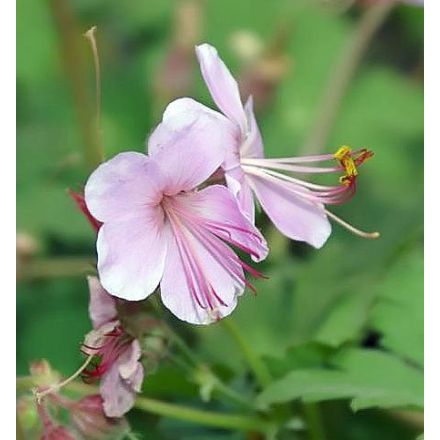 Geranium macrorrhizum 'Ingwersens Variety' snel bestellen?
