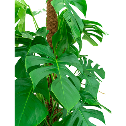 Monstera Deliciosa mosstok hydrocultuur eenvoudig en snel online bestellen?