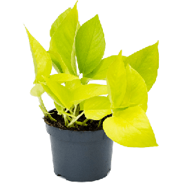 Scindapsus Golden Pothos online bestellen?