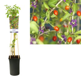 Lycium barbarum 'Instant Succes' Gojibes snel bestellen?