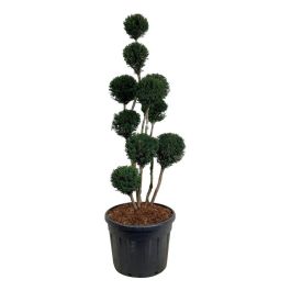 Taxus Media 'Brownii' multibol eenvoudig en snel online bestellen?