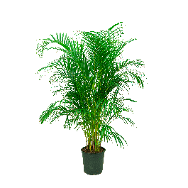 Areca palm Lutescens XL kamerplant online bestellen? | Fleur.nl