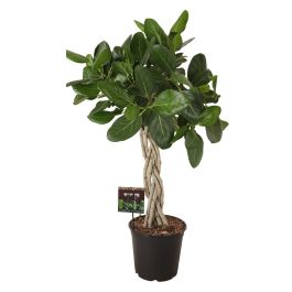 Ficus Benghalensis Audrey gevlochten stam kamerplant online bestellen ...