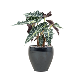 Alocasia Polly in Amora eenvoudig en snel online bestellen?