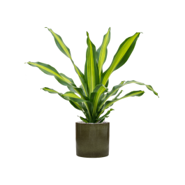 Dracaena Burley in Cylinder Ceramic Groen eenvoudig en snel online ...