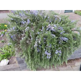 Rosmarinus Officinalis ‘Capri’ eenvoudig en snel online bestellen?