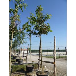 Phellodendron Amurense eenvoudig en snel online bestellen?