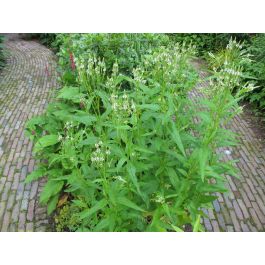 Verbena hastata Alba eenvoudig en snel online bestellen?