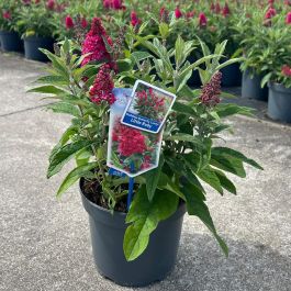 Buddleja Butterfly Candy 'Little Ruby' vlinderstruik eenvoudig en snel ...