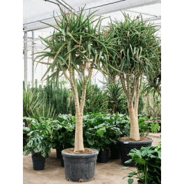 Aloë Medusa plant eenvoudig bestellen bij Fleur.nl