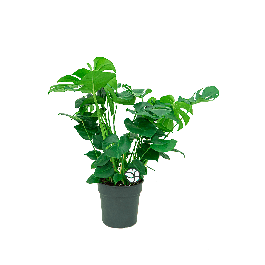 Monstera Gatenplant L eenvoudig en snel online bestellen?