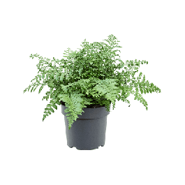 Asplenium Parvati eenvoudig en snel online bestellen?