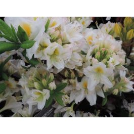 Rhododendron Azalea 'Anouk' bestellen?