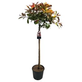 Photinia 'Robusta Compacta' op stam eenvoudig en snel online bestellen?