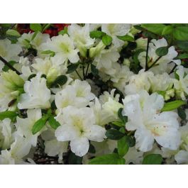 Rhododendron Azalea 'Pleasant White' eenvoudig en snel online bestellen?