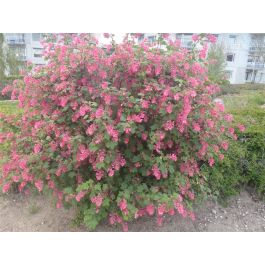 Ribes sanguineum 'King Edward VII' eenvoudig en snel online bestellen?