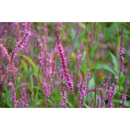 Persicaria amplex. 'Rowden Gem' eenvoudig en snel online bestellen?