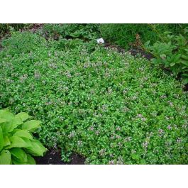 Lamium mac. Shell Pink eenvoudig en snel online bestellen?