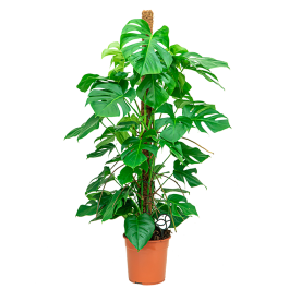 Monstera Gatenplant Mosstok snel online bestellen?