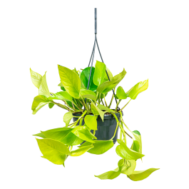 Scindapsus Golden Pothos online bestellen?