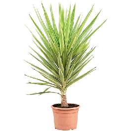 Yucca Elephantipes Jewel eenvoudig en snel online bestellen?