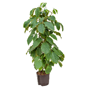 tetrastigma hydrocultuurplanten bestellen? | Fleur.nlk